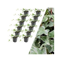 NatureNest 12 Efeu-Pflanzen Hedera helix 'Glacier' | Gr.: onesize