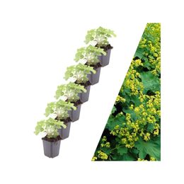 NatureNest 6 Frauenmantel pflanzen Alchemilla mollis | Gr.: onesize