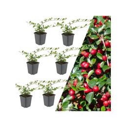 NatureNest 6 Zwergmispelpflanzen Cotoneaster dammeri | Gr.: onesize