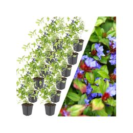 NatureNest 12 Bleikrautpflanzen Ceratostigma plumbaginoides | Gr.: onesize