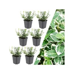 NatureNest 6 Bunte Kardinalspitze pflanzen Euonymus 'Emerald 'n Gaity' | Gr.: onesize