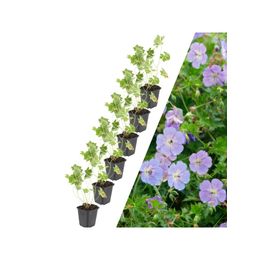 NatureNest 6 Storchschnabelpflanzen Geranium 'Rozanne' | Gr.: onesize