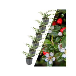 NatureNest 6 Asterpflanzen Aster ageratoides 'Asran' | Gr.: onesize
