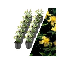 NatureNest 12 Johanniskrautpflanzen Hypericum calycinum | Gr.: onesize