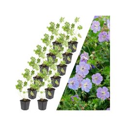 NatureNest 12 Storchschnabelpflanzen Geranium 'Rozanne' | Gr.: onesize