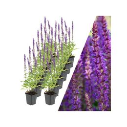 NatureNest 12 Salbei pflanzen Salvia nemorosa 'Ostfriesland' | Gr.: onesize