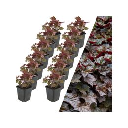NatureNest 12 Purpurglockenblumen Heuchera micrantha 'Palace Purple' | Gr.: onesize