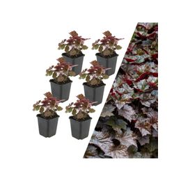 NatureNest 6 Purpurglockenblumen Pflanzen Heuchera micrantha 'Palace Purple' | Gr.: onesize