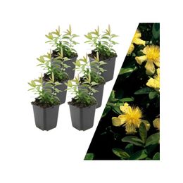 NatureNest 6 Johanniskrautpflanzen Hypericum calycinum | Gr.: onesize