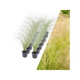 NatureNest 12 Federgraspflanzen Stipa tenuissima 'Ponytails' | Gr.: onesize