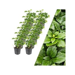 NatureNest 12 Dickmannskraut pflanzen Pachysandra terminalis | Gr.: onesize