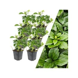 NatureNest 6 Dickblattpflanzen Pachysandra terminalis | Gr.: onesize