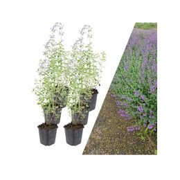 NatureNest 6 Katzenminze-Pflanzen Nepeta 'Walker's Low' | Gr.: onesize