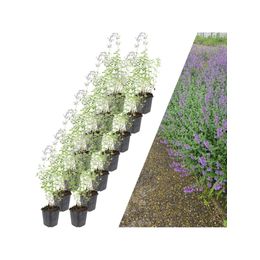 NatureNest 12 Katzenminze pflanzen Nepeta 'Walker's Low' | Gr.: onesize