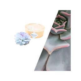 NatureNest Echte Sukkulente Lila - cm12-14 cm - hoch5 cm - 1x Echeveria Lilacina | Gr.: onesize