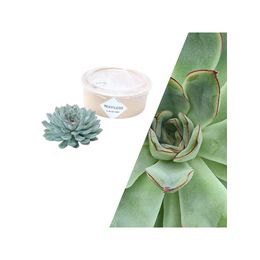 NatureNest Echte Sukkulente Grün - cm12-14 cm - hoch5 cm - 1x Echeveria Pulidonis | Gr.: onesize
