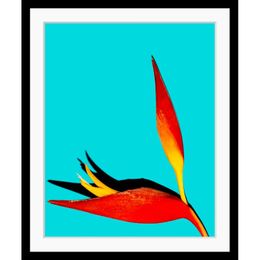queence Bild »Rebecca« Kunst Pflanzen Pflanzenbilder HD Premium Poster-Druck inkl. Holzrahmen Farbe Rahmen: schwarz + Farbe Bild(er):...