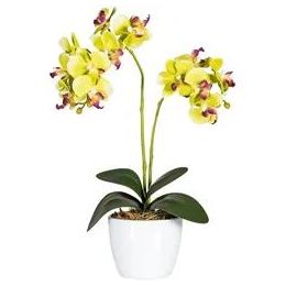 Kunstpflanze Creativ green "Phalaenopsis", grün, B:11cm H:50cm T:11cm Ø:11cm, Kunststoff, Polyester, Kunstpflanzen