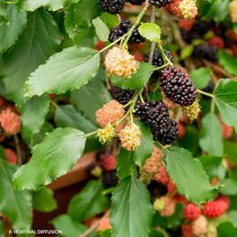 Schwarze Zwerg-Maulbeere 'Mojo Berry ' C5 60 - 100 cm Liefergröße: 60 - 100 cm