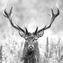 Pro Art Glasbild GREY DEER HEAD II