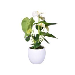 MeinVIPShop Flamingoblume weiß mit weißen Keramikübertopf 45cm | Gr.: onesize