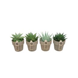 MeinVIPShop Aloe Vera im 4er Set mit Übertopf | Gr.: onesize