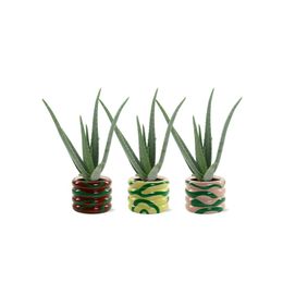 MeinVIPShop Aloe Vera 42cm im 3er Set im Übertopf | Gr.: onesize