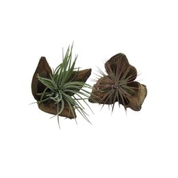 MeinVIPShop 2er Set Palmenfrucht mit lebender Tillandsie | Gr.: onesize