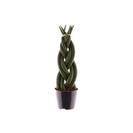 MeinVIPShop Sansevieria cylindrica Twist 30cm Zimmerpflanze | Gr.: onesize