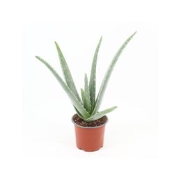 MeinVIPShop Aloe Vera 30 cm Zimmerpflanze | Gr.: onesize