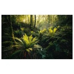 Vliestapete Komar "Digitaldruck Vlies - Fjordland Woods - Größe 450 x 280 cm", bunt, B:450m L:280m, Vlies, Tapeten, Wohnzimmer, Schlafzimmer