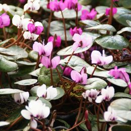Nijssen Tuin & Bulbs Blumenzwiebeln Winterblühendes Alpenveilchen