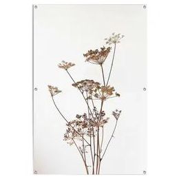 Poster Reinders "Bärenklau", beige (farbe bild(er): beige), B:80cm H:120cm T:0,1cm, Leinwand, Bilder, leichtes und wasserfestes Gartenposter für den Außeneinsatz