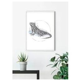 Bild Komar "Iguana Watercolor", bunt (farbe bild(er): bunt), B:50cm H:70cm, Holz, Papier, Bilder, Wandbild zur Dekoration - ohne Rahmen