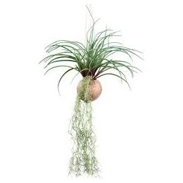 Kunstranke Creativ green "Tillandsia Stricta", grün, H:72cm, Kunstpflanzen, in natürlicher Kokosschale