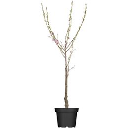 naturtalent by toom Naturtalent by toom Bio-Tellerpfirsich 25 cm Topf