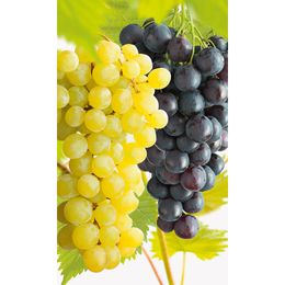 naturtalent by toom Naturtalent by toom Bio-Duo-Wein mehltautolerant, Busch 25 cm Topf