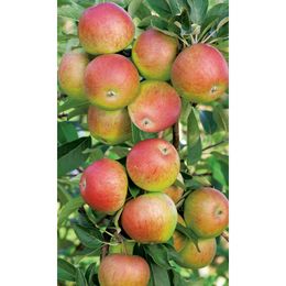 naturtalent by toom Naturtalent by toom Bio Apfel 'Grafensteiner', Busch 25 cm Topf