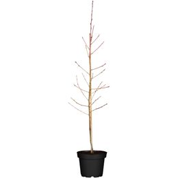 naturtalent by toom Naturtalent by toom Bio-Tellernektarine 25 cm Topf