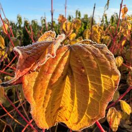 Feuer-Hartriegel 'Anny's Winter Orange', 5 Liter, 40 - 60 cm Liefergröße: 40 - 60 cm