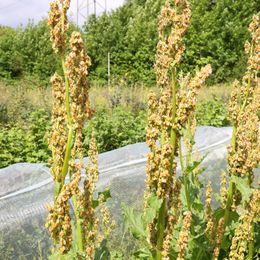 Blütenrhabarber 'Bloombarber Blitzstart ' Lieferform: Im 2 Liter Topf