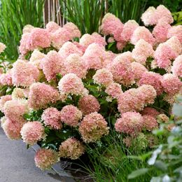 Zwerg-Rispenhortensie 'Living Little Love ' Liefergröße: 30 - 40 cm