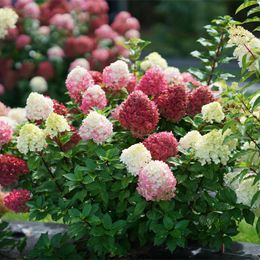 Zwerg-Rispenhortensie 'Little Lime Punch' Liefergröße: 30 - 40 cm