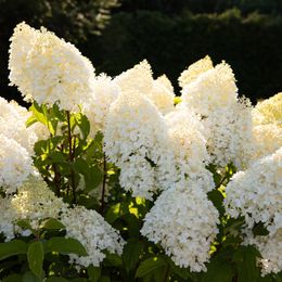 Rispenhortensie 'Living Sugar Rush ' Liefergröße: 30 - 40 cm