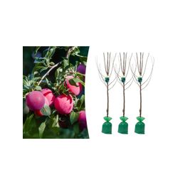 GARDENZO 3er-Set: XXL Pflaume Hauszwetsche Obstbäume in Bunt | Gr.: onesize