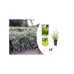 GARDENZO 8er-Set: Lampenputzergrases | Gr.: onesize