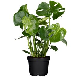toom Monstera 24 cm Topf