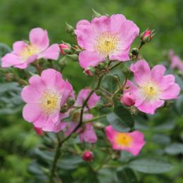 Bienenrose Japanische Wildrose