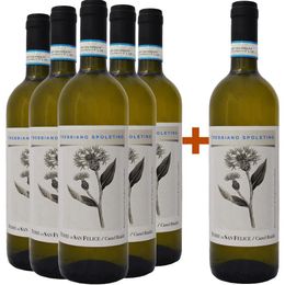 Terre di San Felice 5+1 Paket Tebbiano Spoletino Spoleto Trebbiano 2023 Trocken - Umbrien &ndash; Probierpaket DOC