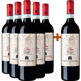 Tenuta Elena Catalano 5+1 Paket Pino Del Sannio Aglianico 2021 Trocken - Kampanien &ndash; Probierpaket DOC